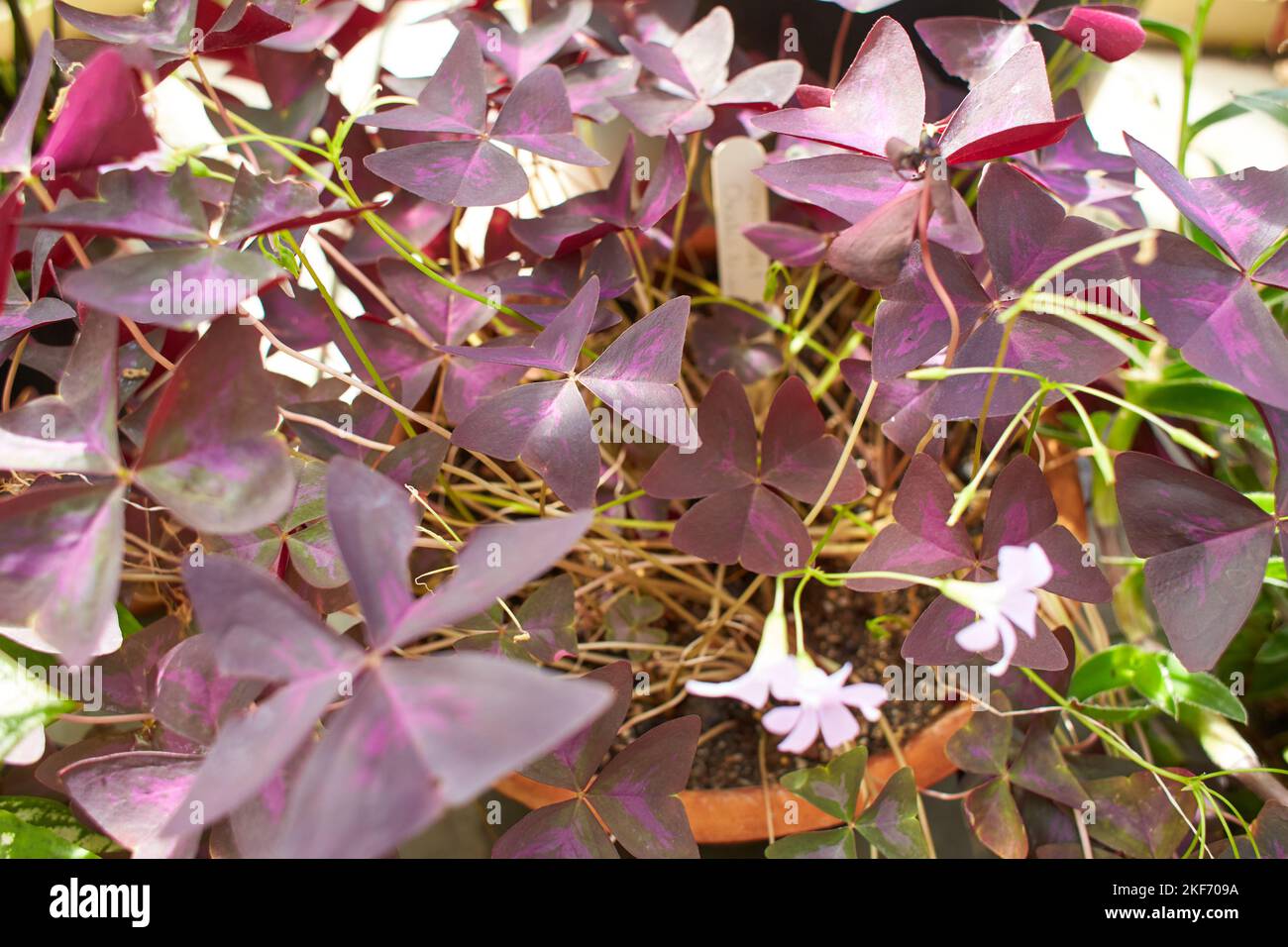 Purple shamrock flowers of oxalis triangularis in the garden. Summer ...