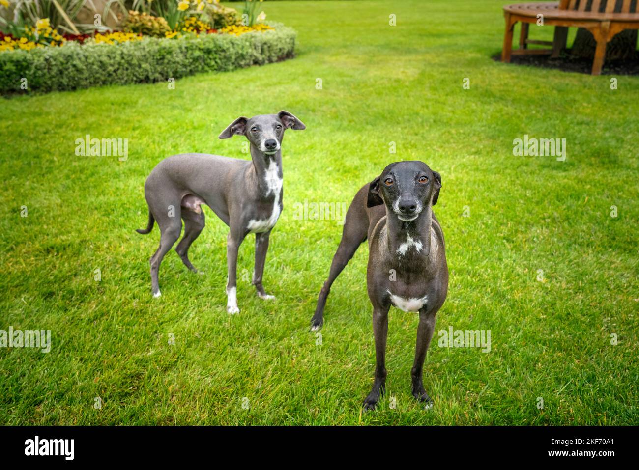 Two Italian Greyhounds standing on the grass looking at the camera ...