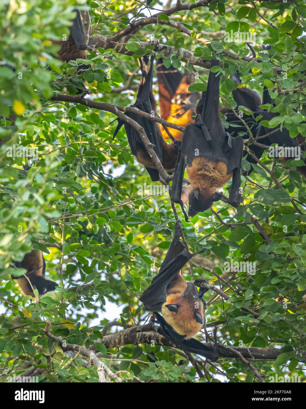 Man bats hi-res stock photography and images - Alamy