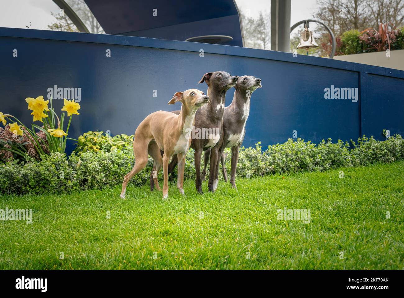 Italian greyhounds hi-res stock photography and images - Alamy
