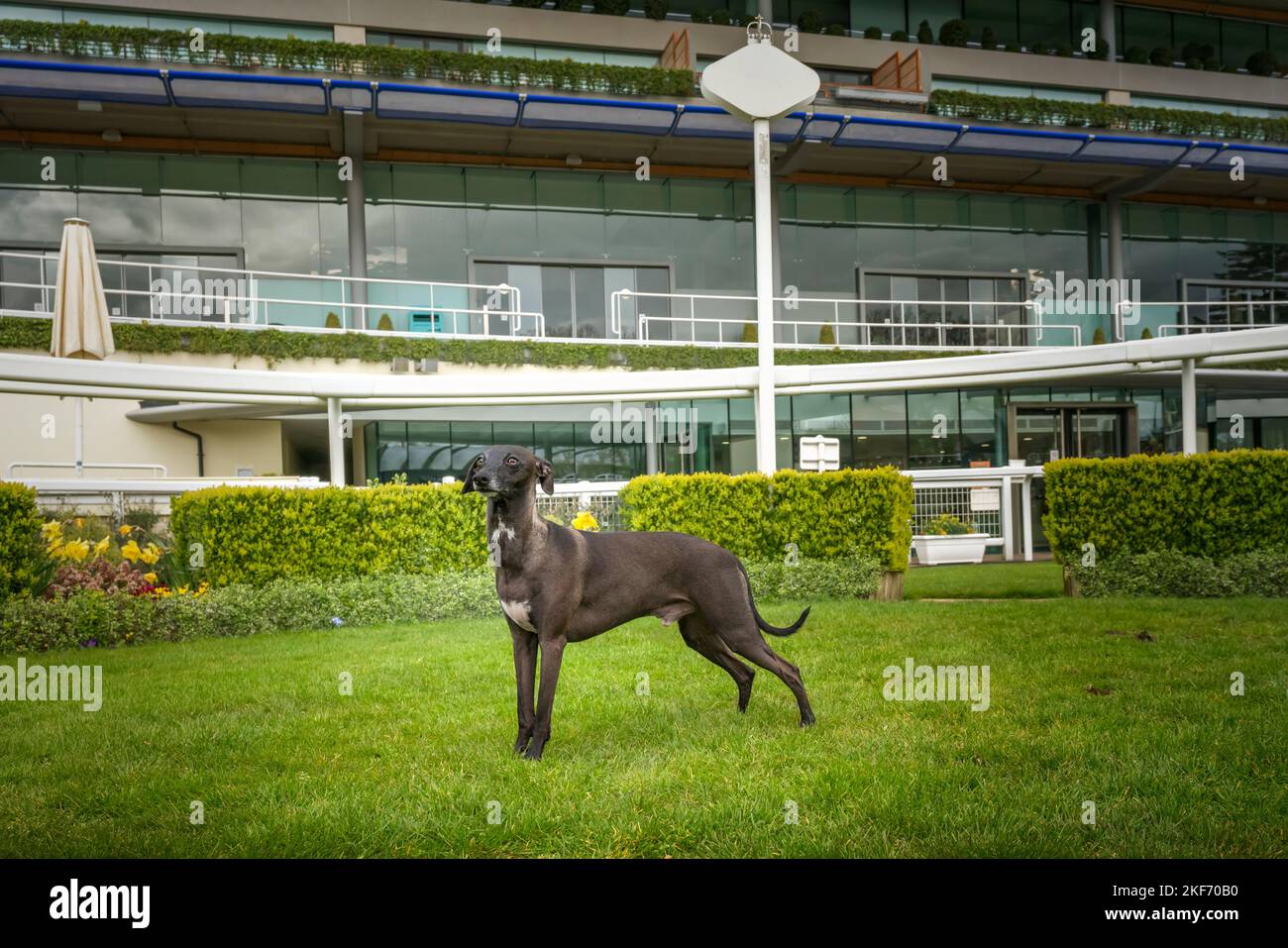 Chocolate Brown Italian Greyhound standing on the grass looking ...