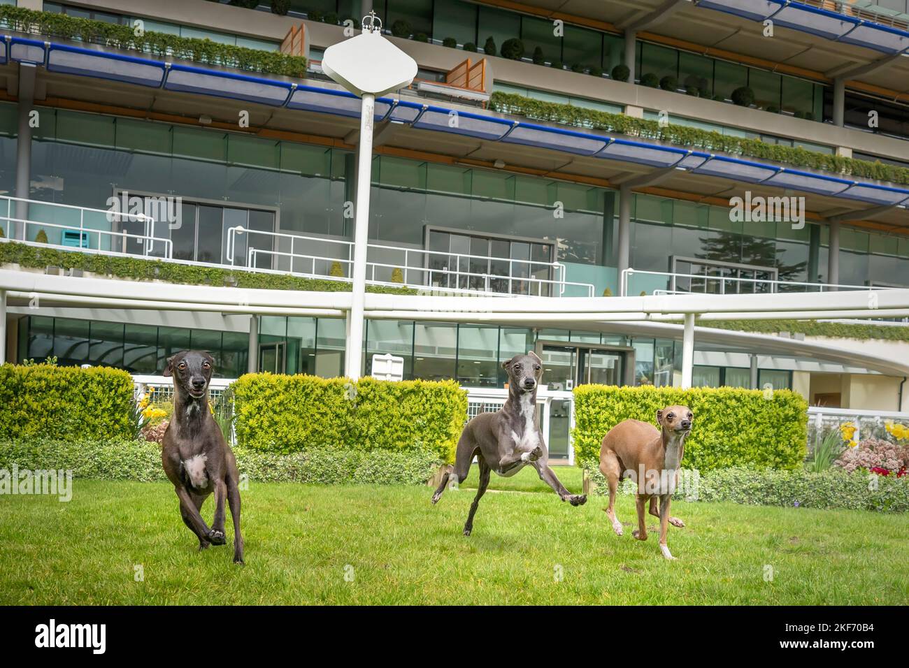 Three Italian Greyhounds racing around and have fun together Stock ...
