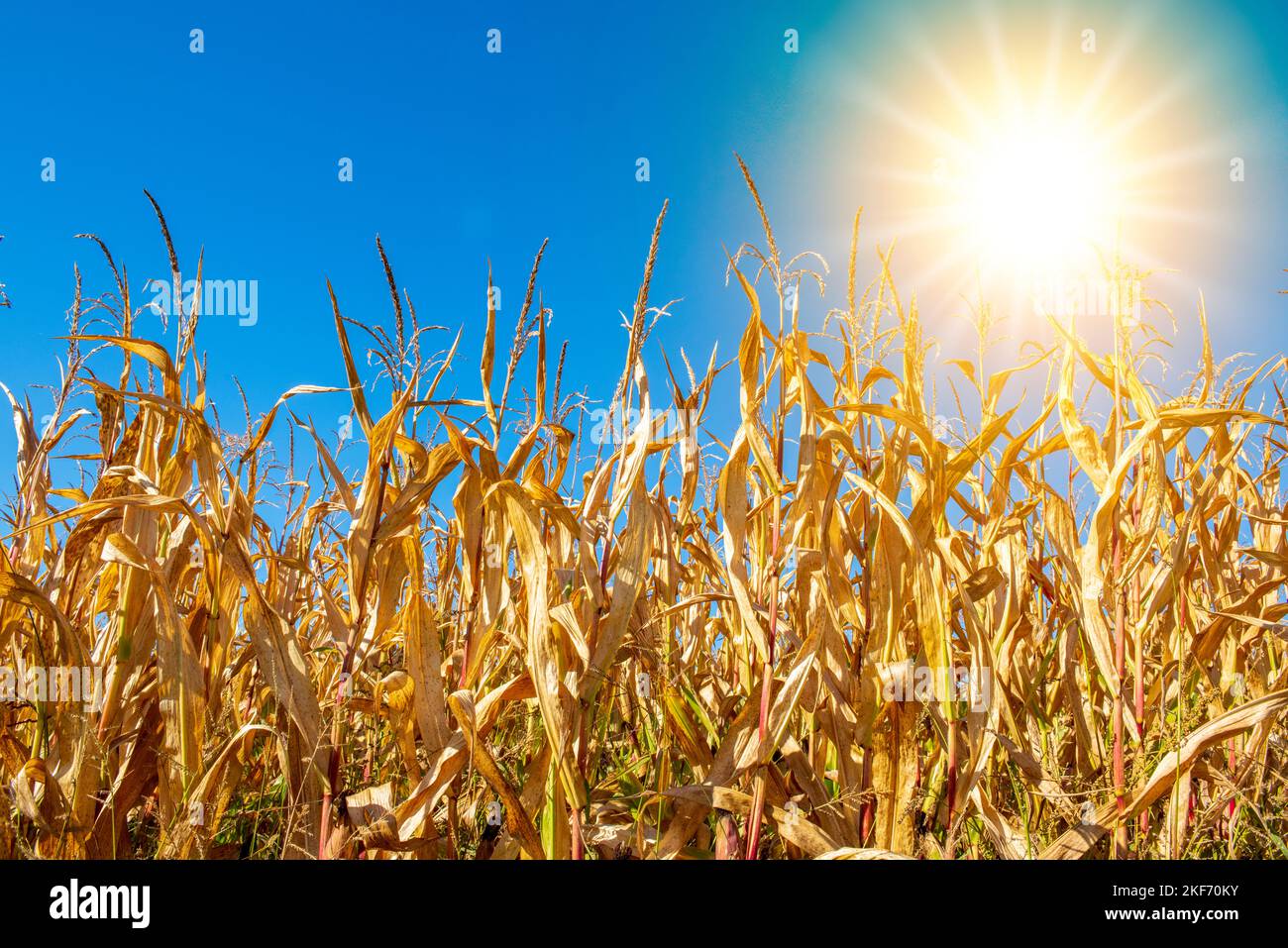 Climate change with drought and heat Stock Photo - Alamy