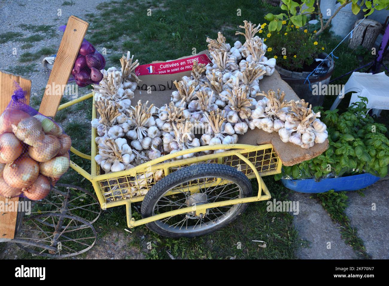 Garlic display hi-res stock photography and images - Alamy