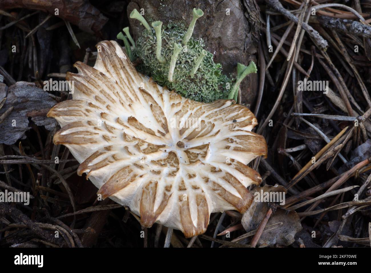 Trumpet Cup Lichen, Cladonia fimbriata, & Pattern of Old Cap of Poplar ...