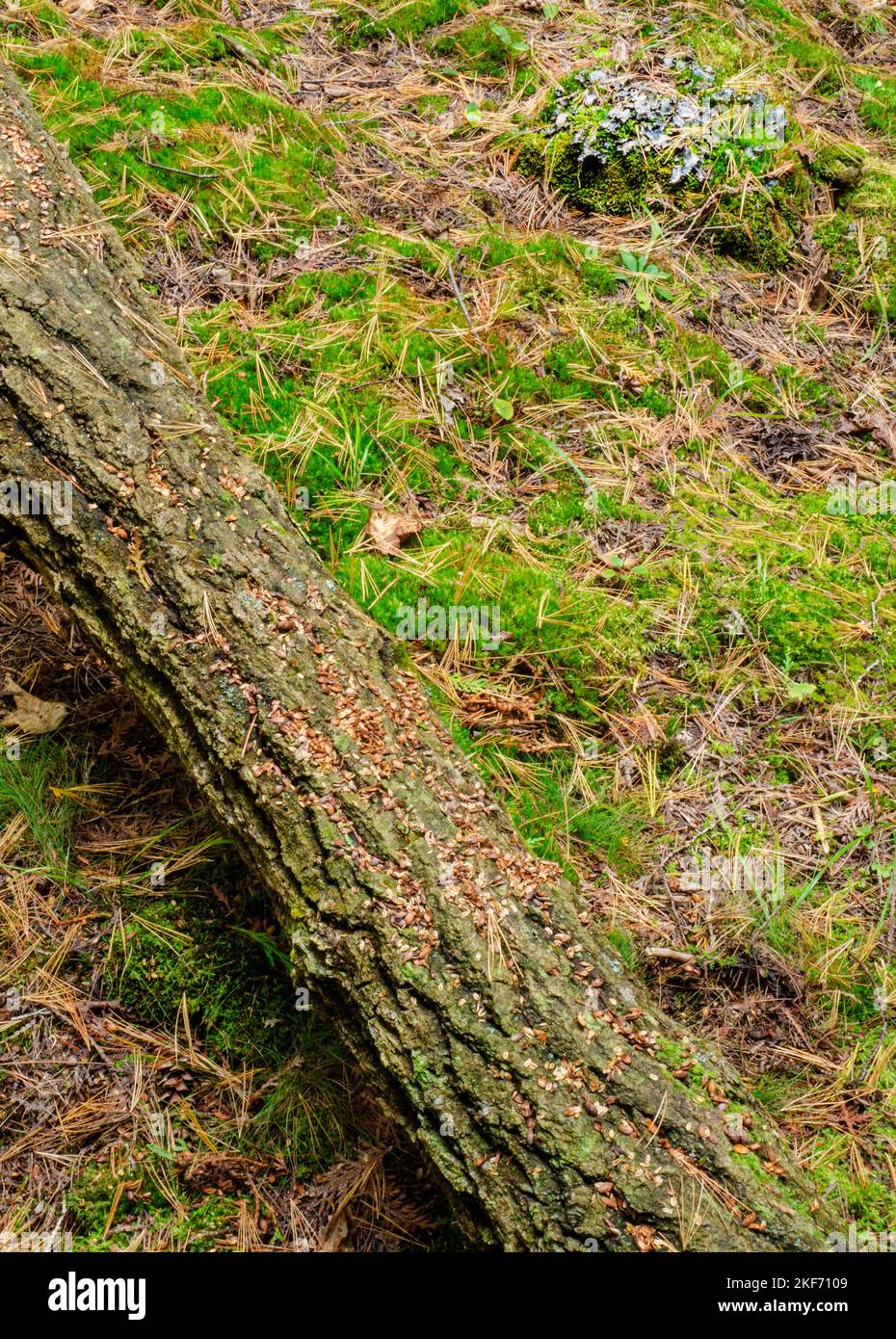 A log and moss lay on the forest floor at the base of a Cedar tree ...
