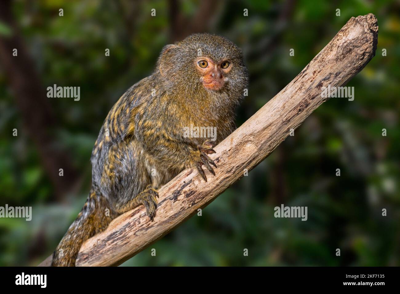 Western pygmy marmoset (Cebuella pygmaea), New World monkey native to ...