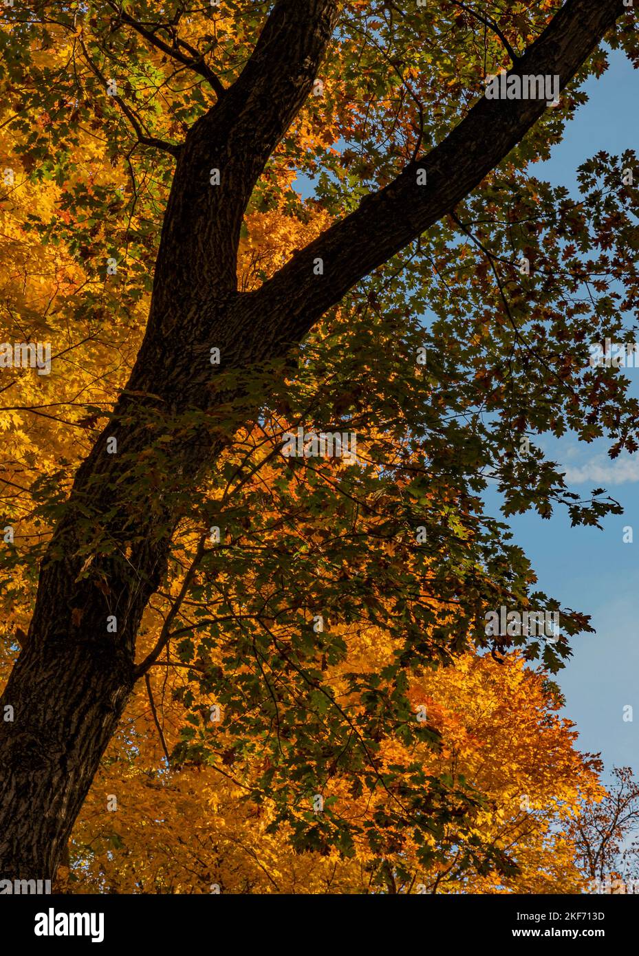 Yet to turn leaves of an Oak tree are backed by maple trees in full ...