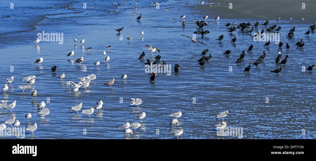 Flock of great cormorants, European herring gulls and other seagulls ...
