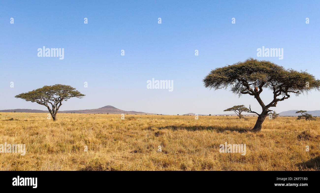 The big acacia savanna trees in a safari captured on a sunny day Stock ...