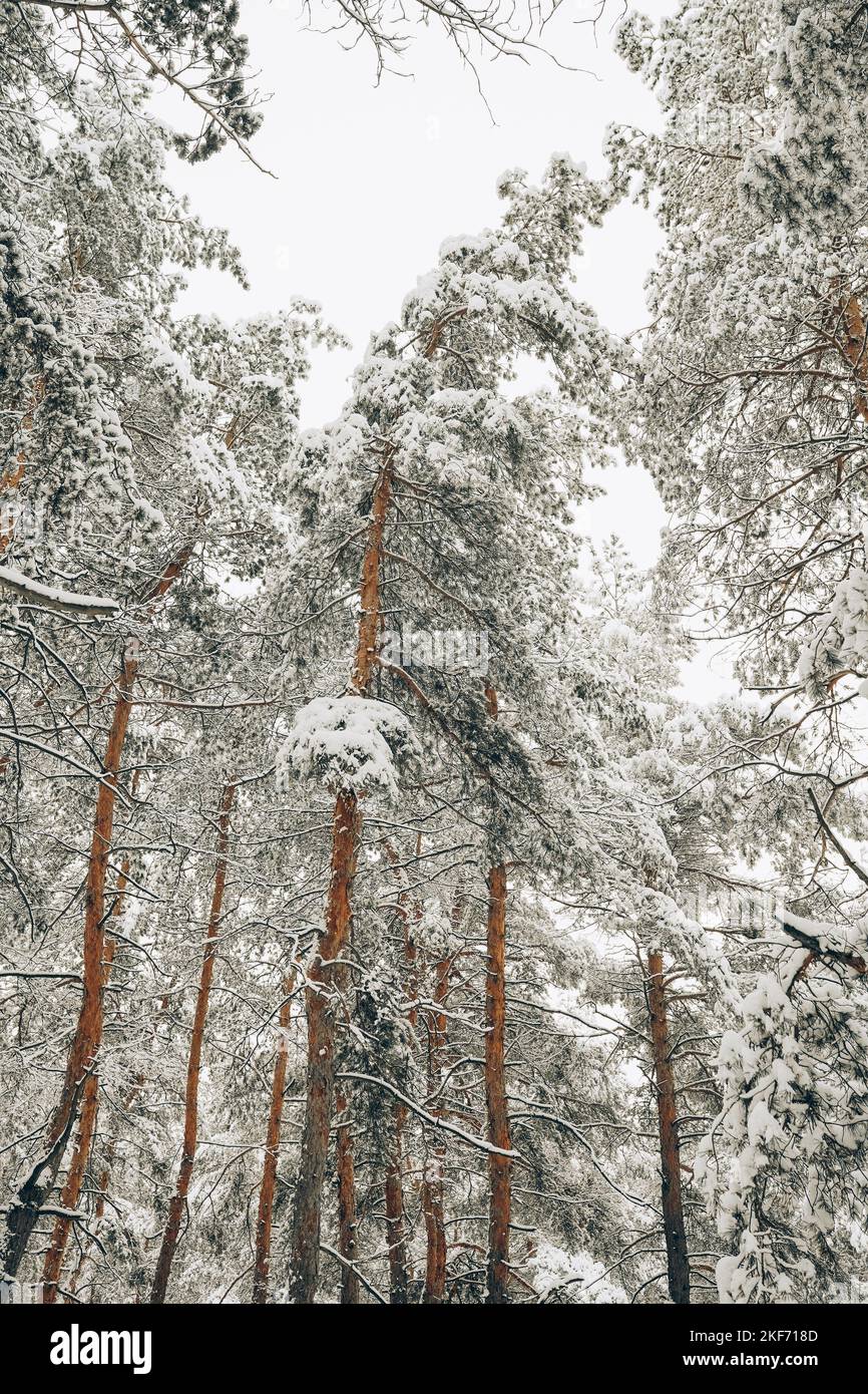 Inspirational forest photo hi-res stock photography and images - Alamy