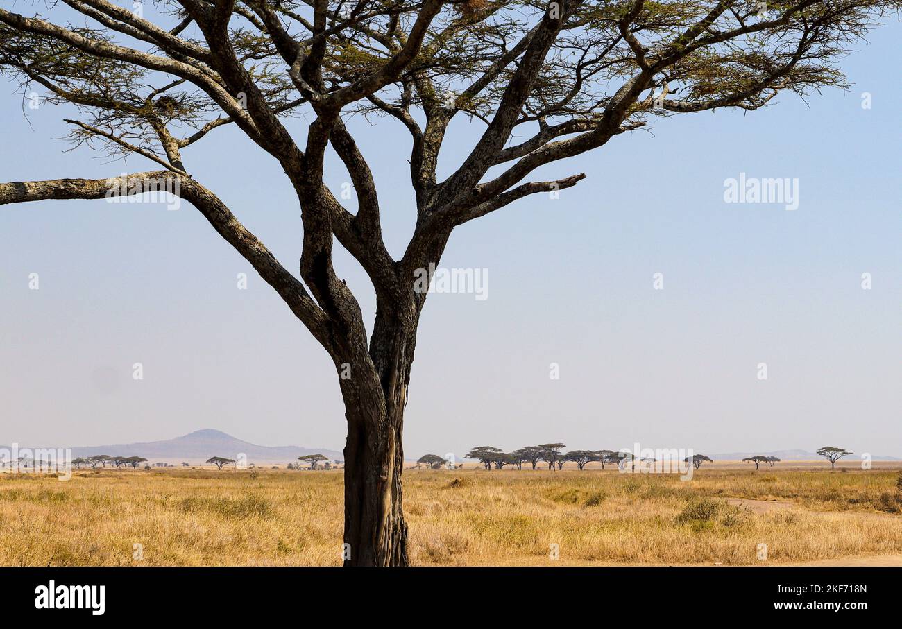 A big acacia savanna tree branches standing alone in a safari captured on a sunny day Stock ...