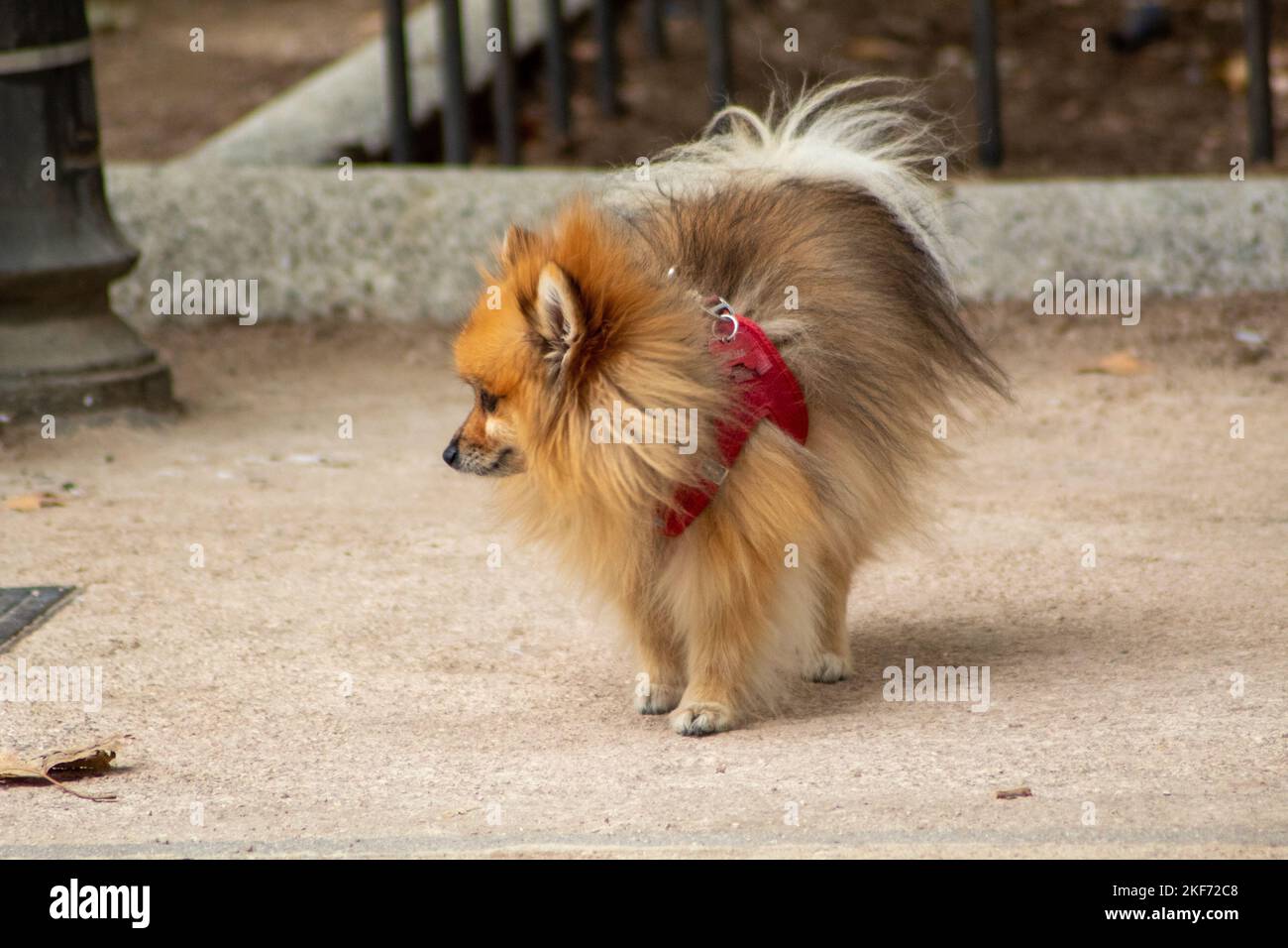 Dog looking at a bug passing by Stock Photo - Alamy