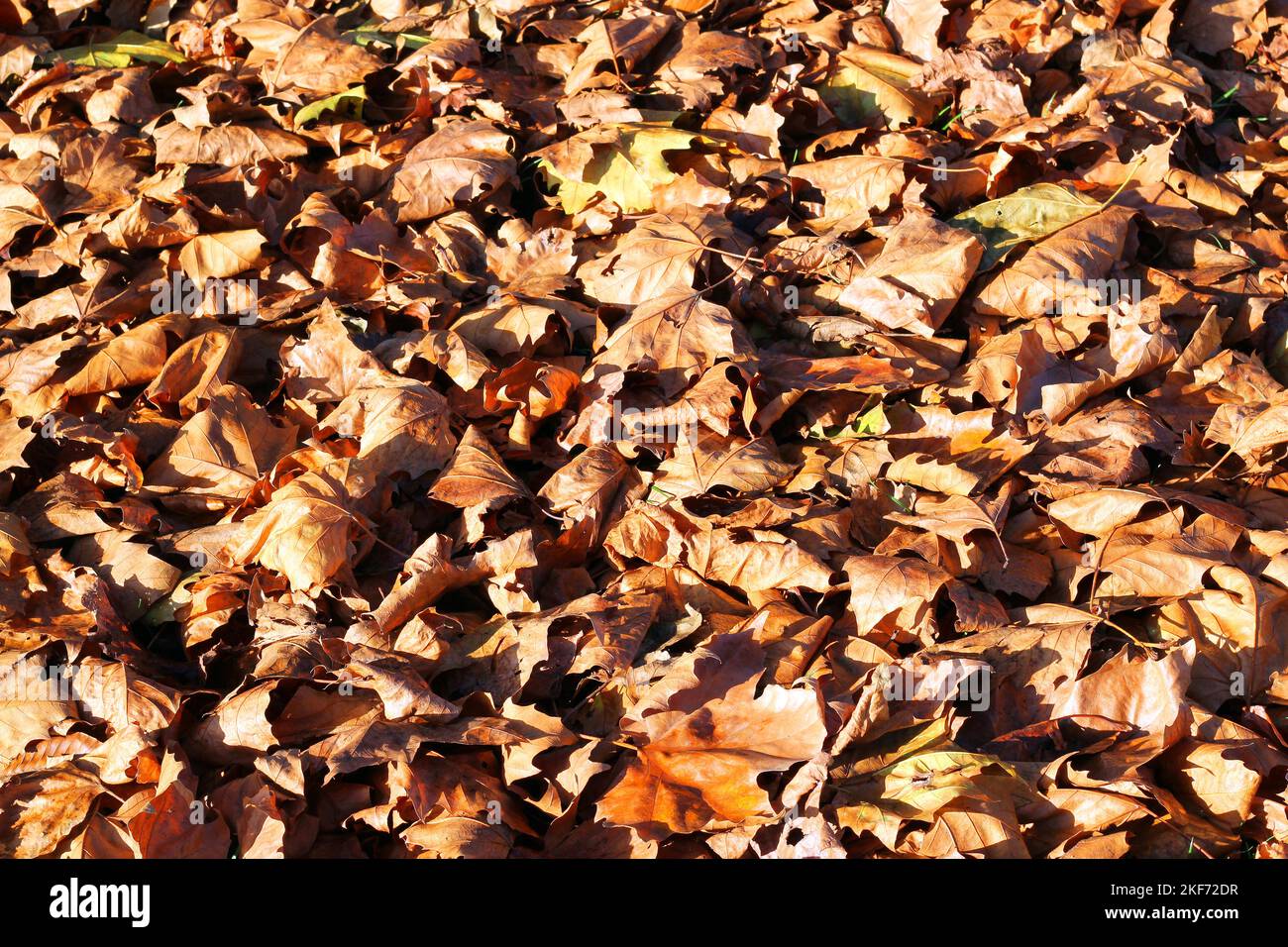 Carpet of dry brown leaves in the Autumn. Background Stock Photo - Alamy