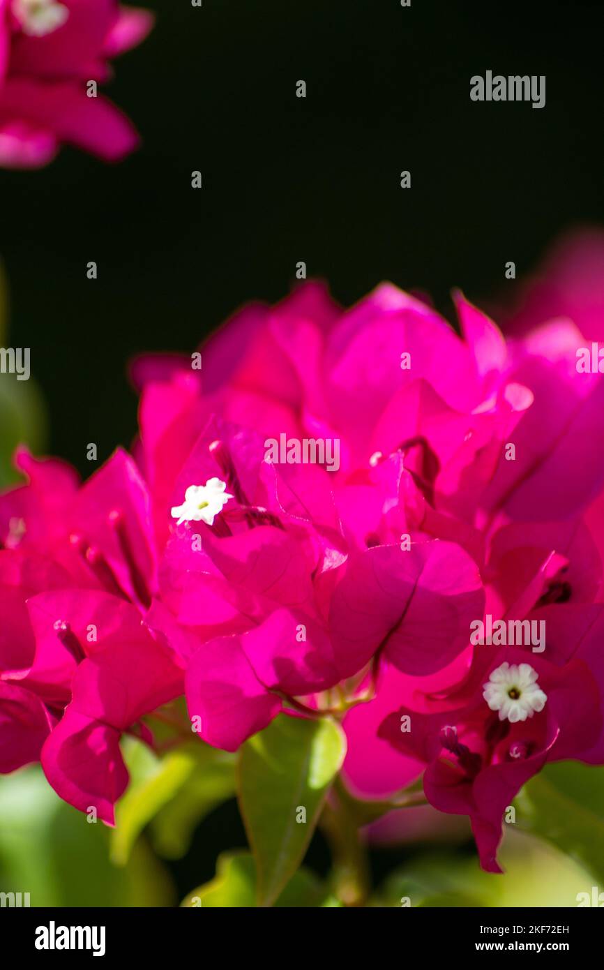Pink flower in the foreground with unfocused background Stock Photo - Alamy