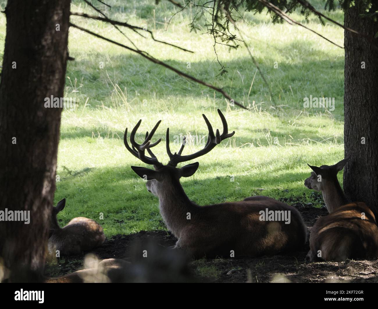 deer relaxing in the forest portrait Stock Photo - Alamy