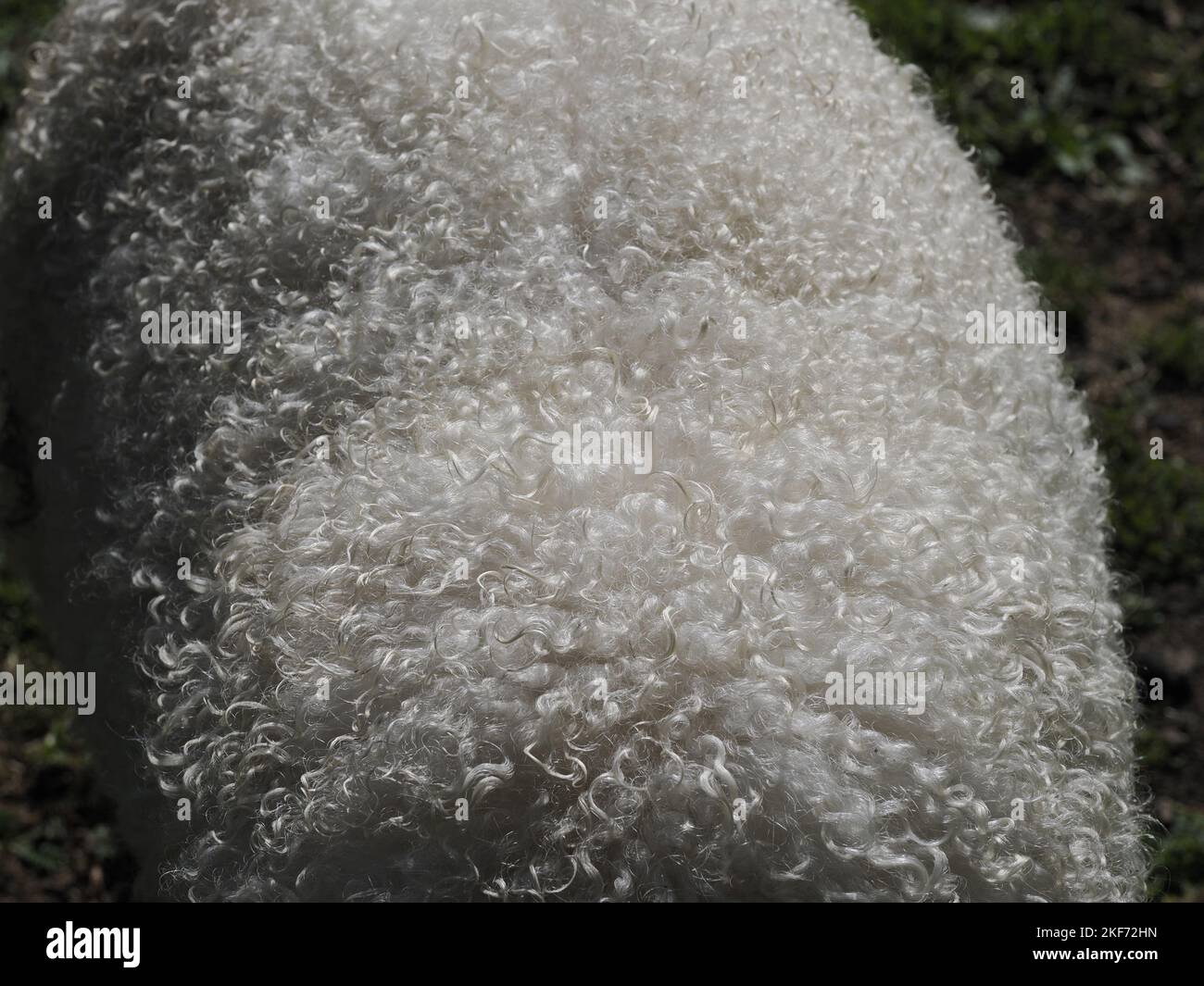 sheep white curly wool detail close up Stock Photo - Alamy
