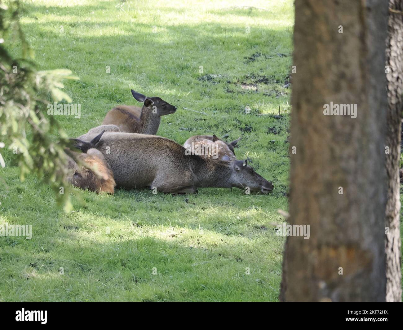 deer relaxing in the forest portrait Stock Photo - Alamy