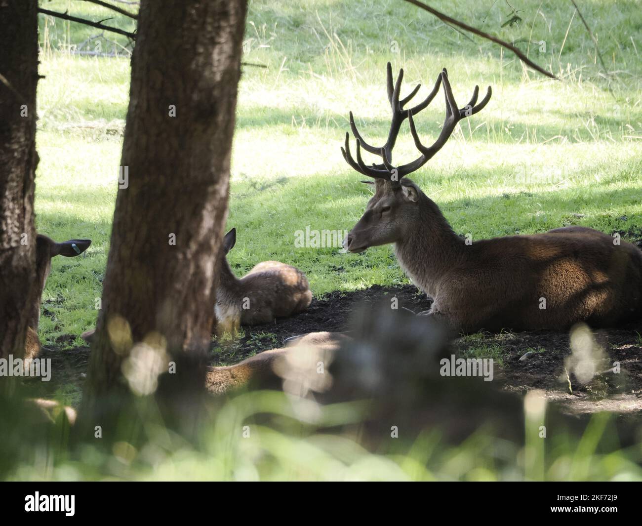 deer relaxing in the forest portrait Stock Photo - Alamy