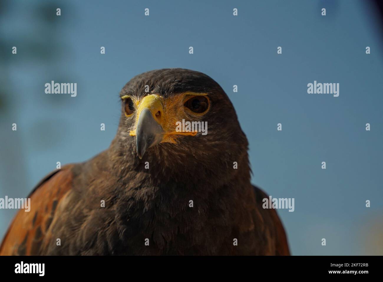 Harris buzzard hi-res stock photography and images - Alamy