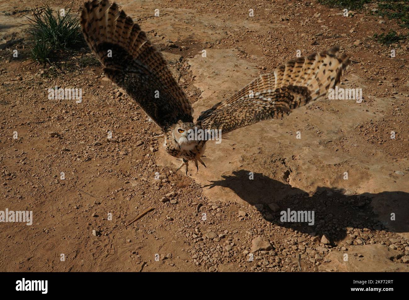 owl bird flying to you Stock Photo - Alamy