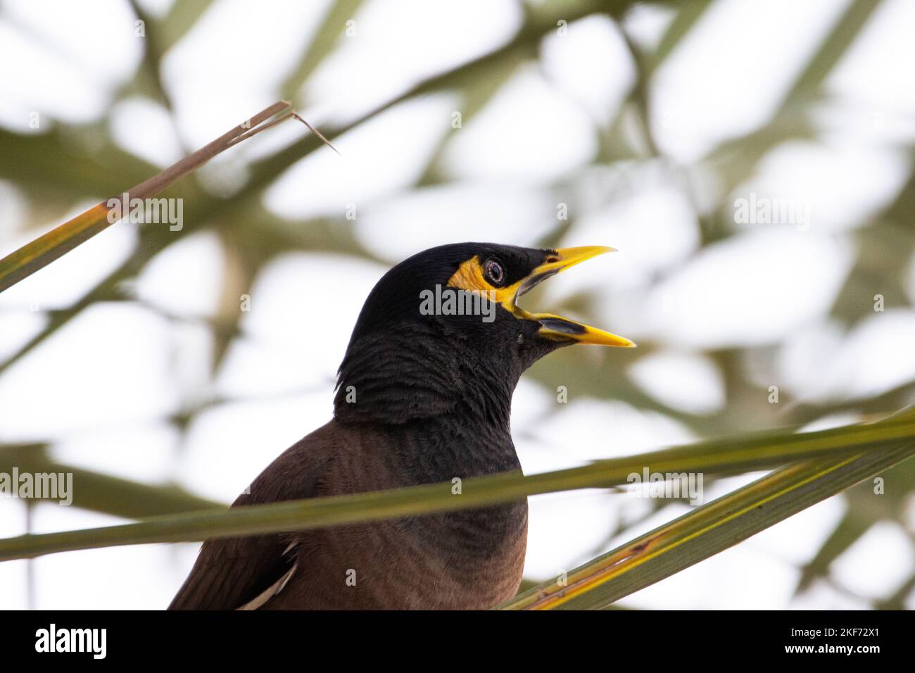 Maina hi-res stock photography and images - Alamy