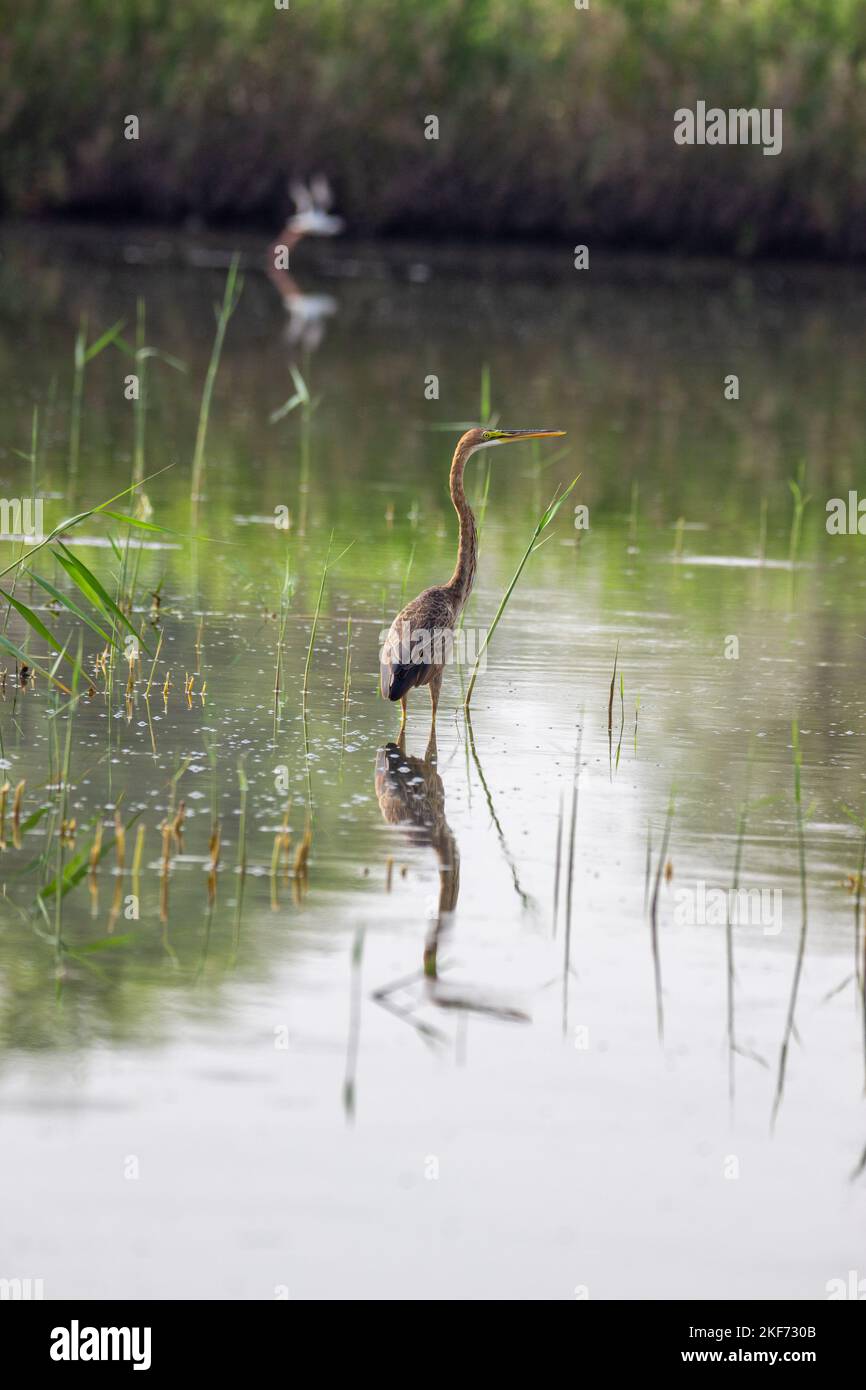 beautiful heron standing and waiting Stock Photo - Alamy