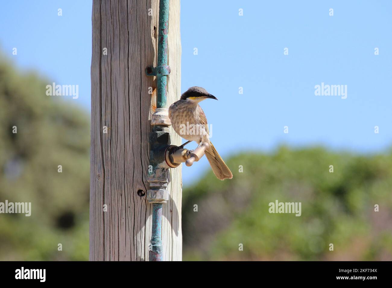 Oiseau australien hi-res stock photography and images - Alamy