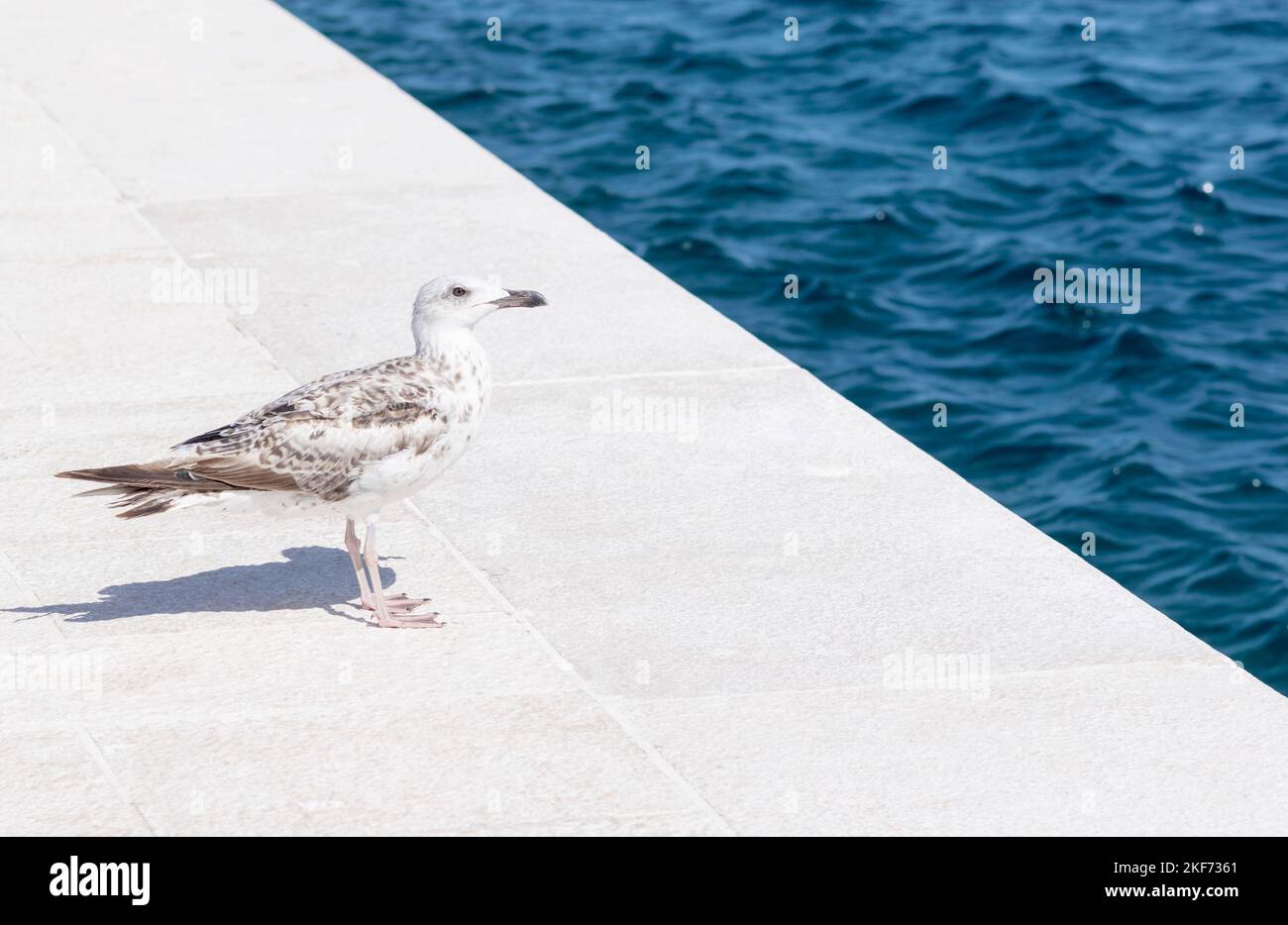 Seagull standing on the edge of the pier close to the blue sea on a ...