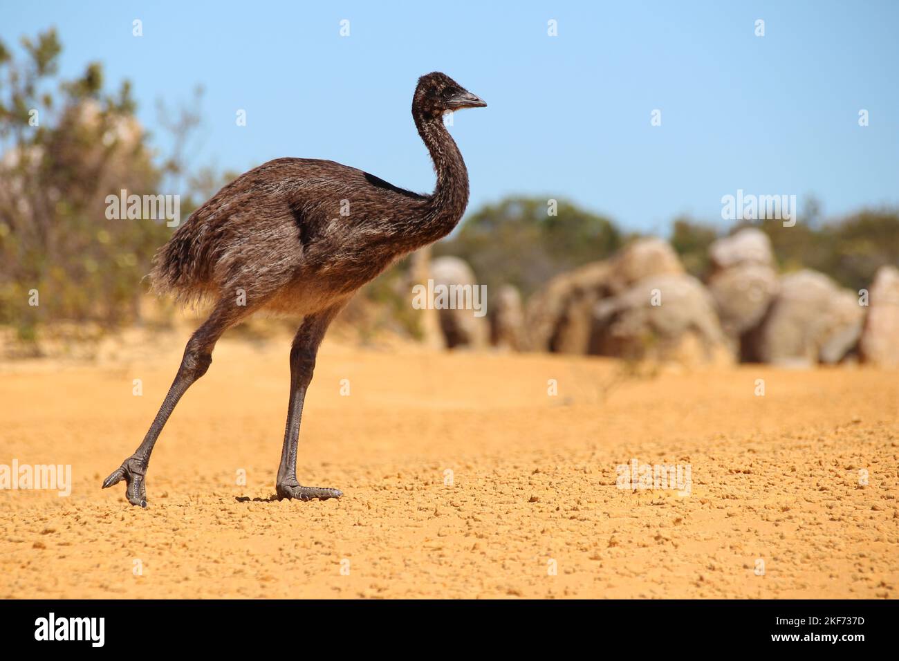 emu chick at pinnacles national park in australia Stock Photo - Alamy