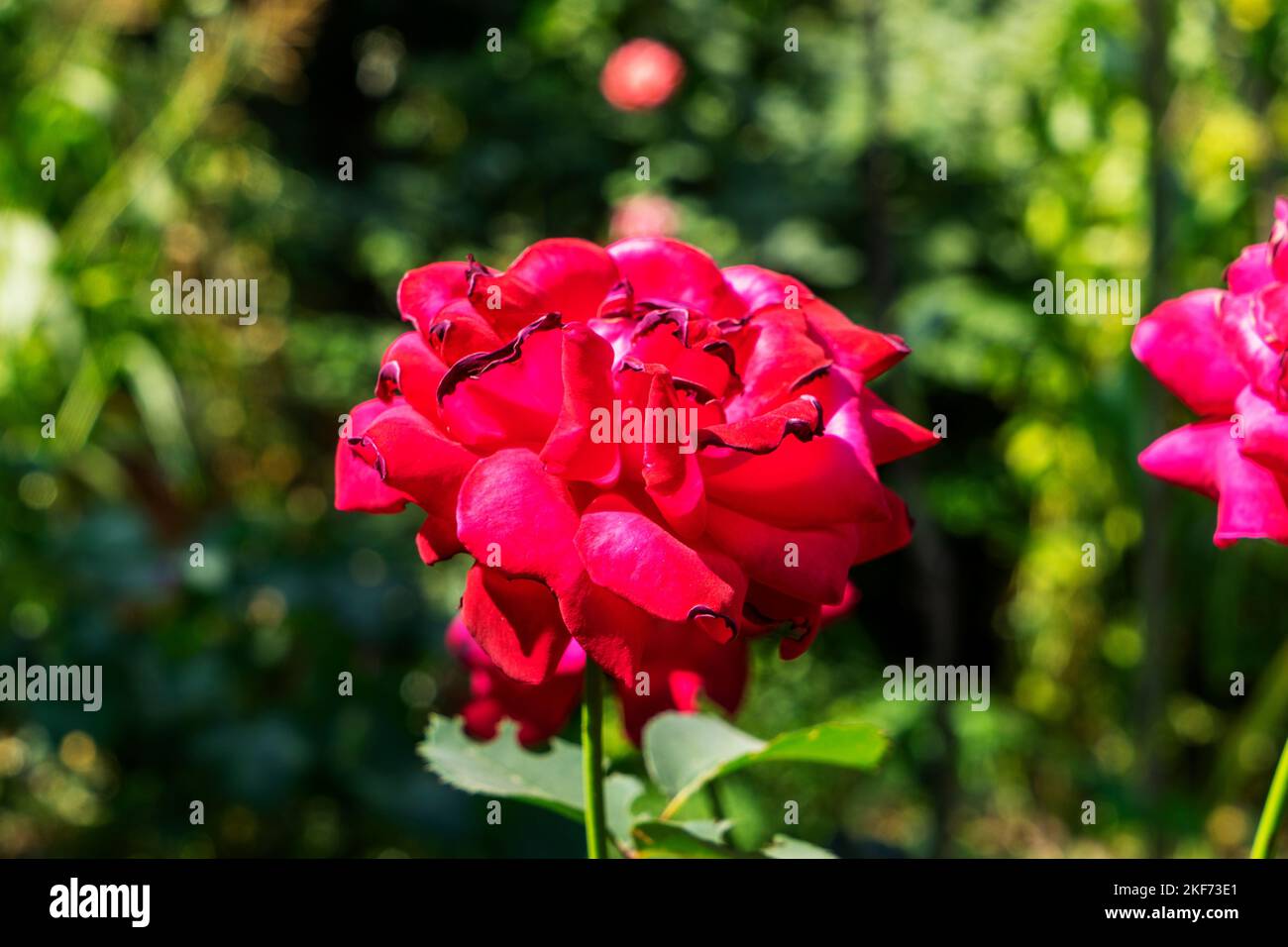 Beautiful red roses on a background of green plants in the garden Stock ...
