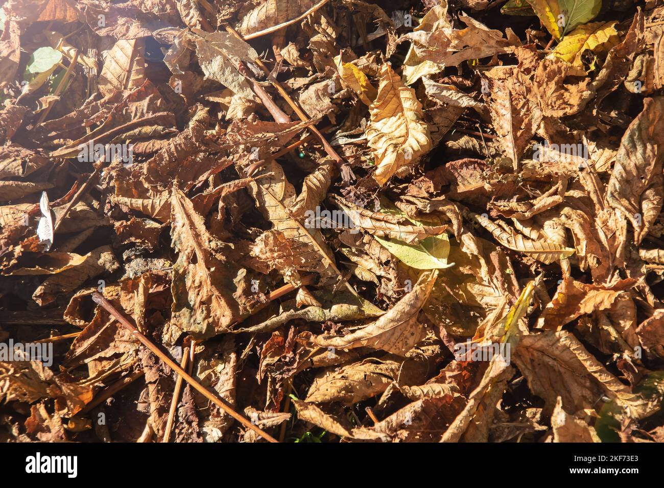 Yellow autumn leaves close up background or texture Stock Photo - Alamy