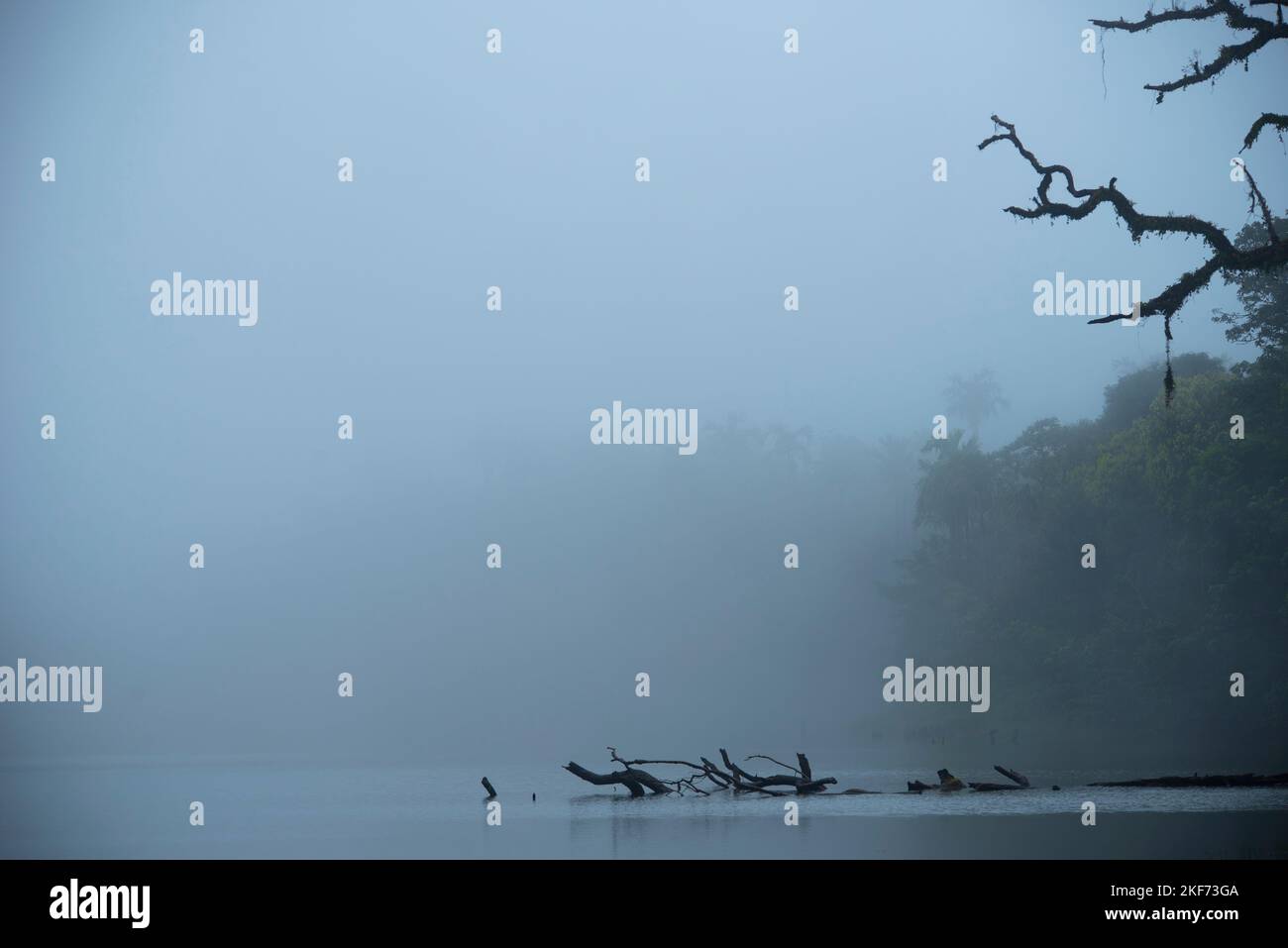 A heavy mist in the morning at kerala village, India Stock Photo - Alamy