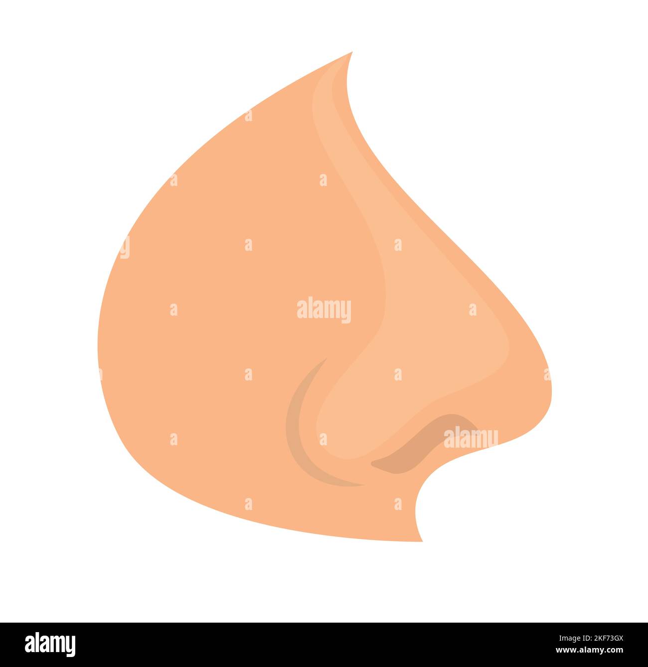 Organ of human smell, nose. Biology, anatomy of man and human organs ...