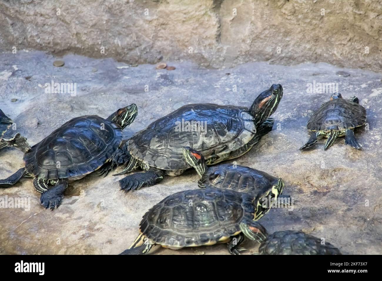 Turtles resting on stones hi-res stock photography and images - Alamy