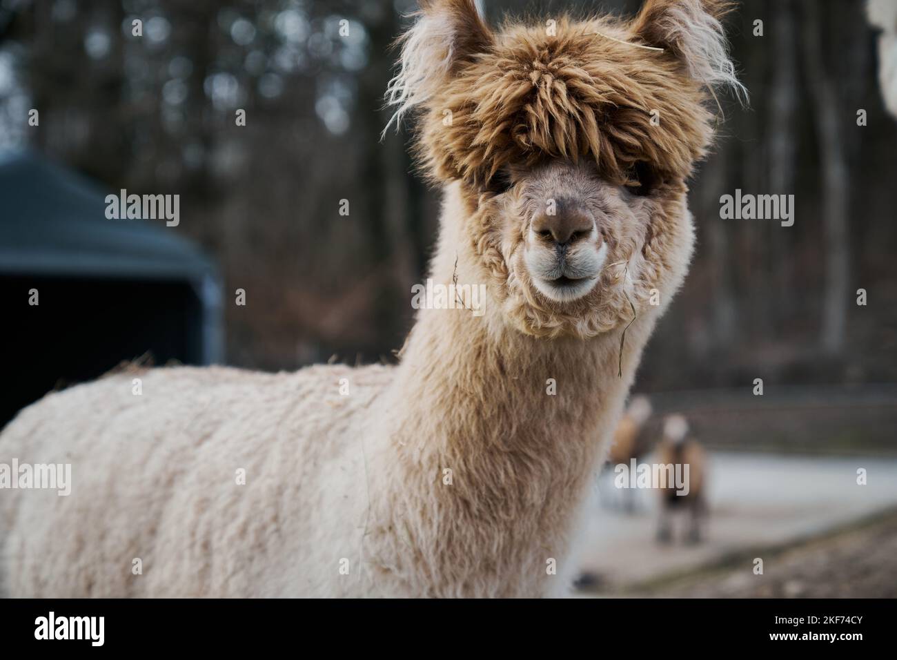 Funny looking white alpaca with crazy hair looking at camer Stock Photo ...