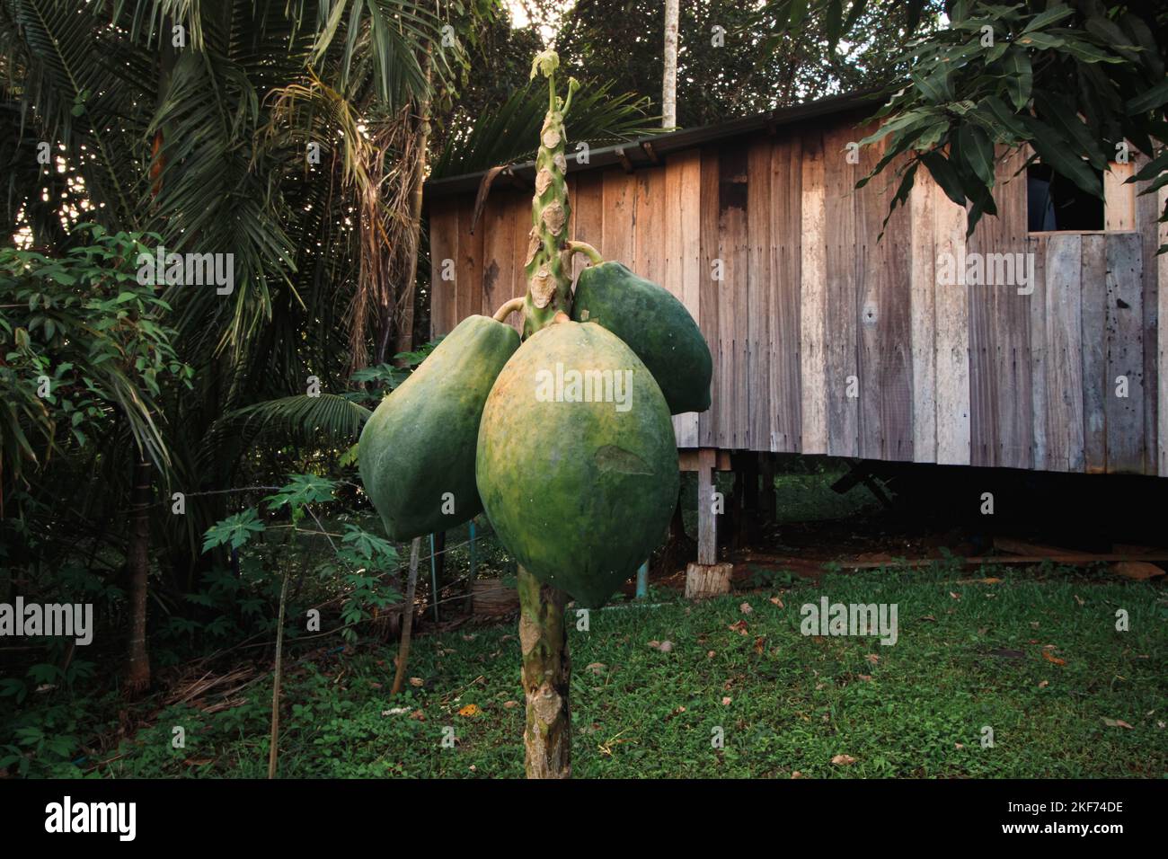 A papaya fruit tree planted in the backyard of a wooden house in the ...
