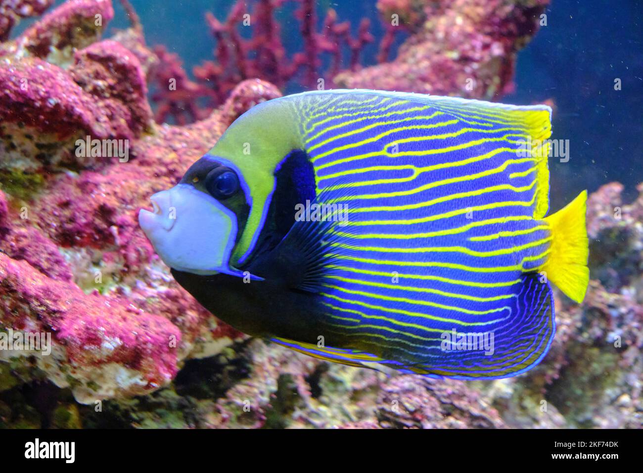 Imperial angel fish swims against background pink corals Stock Photo ...