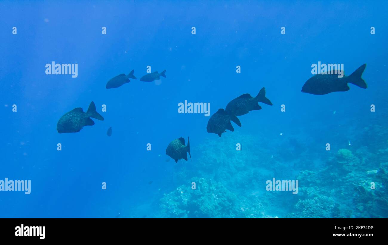 Monotaxis grandoculis. Karl's large fish in the red sea egypt Stock ...