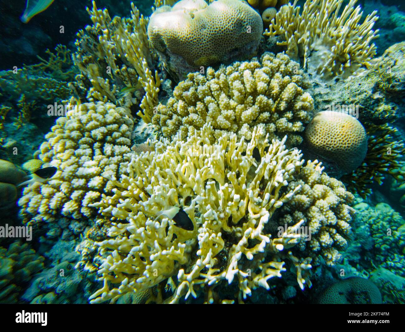 Beautiful colorful coral reef in the red sea Stock Photo - Alamy
