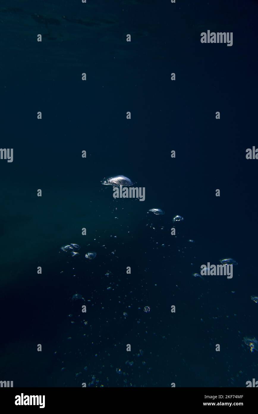 Underwater shot of some bubbles rising to the surface Stock Photo - Alamy