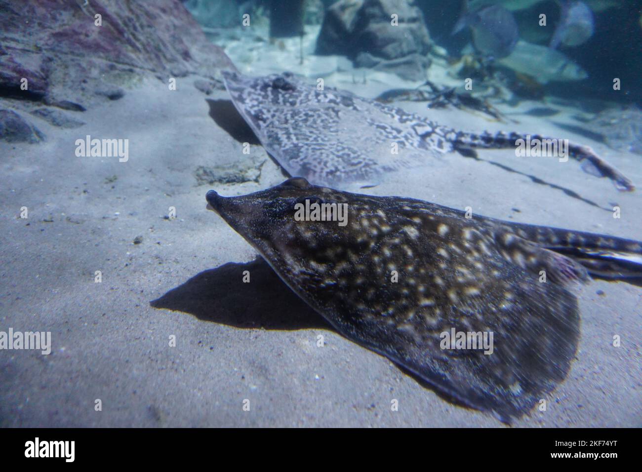 The thornback ray on sand underwater Stock Photo - Alamy