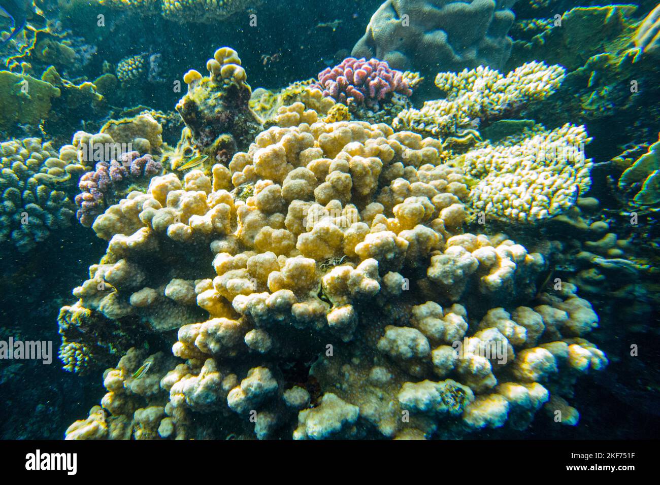 Beautiful colorful coral reef in the red sea Stock Photo - Alamy