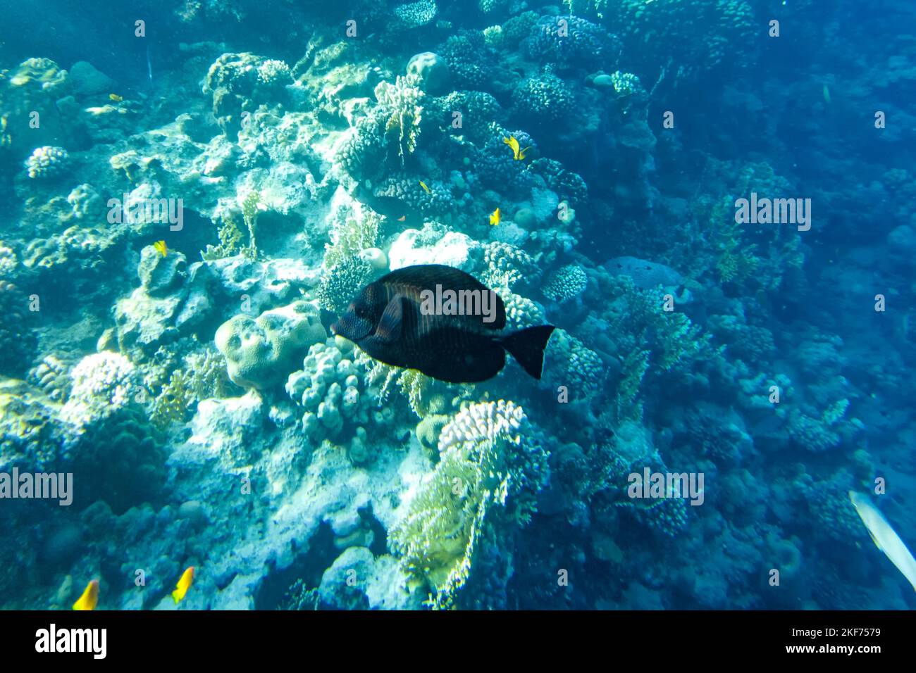 Sohal Tang (Acanthurus sohal) surgeonfish in red sea Stock Photo - Alamy