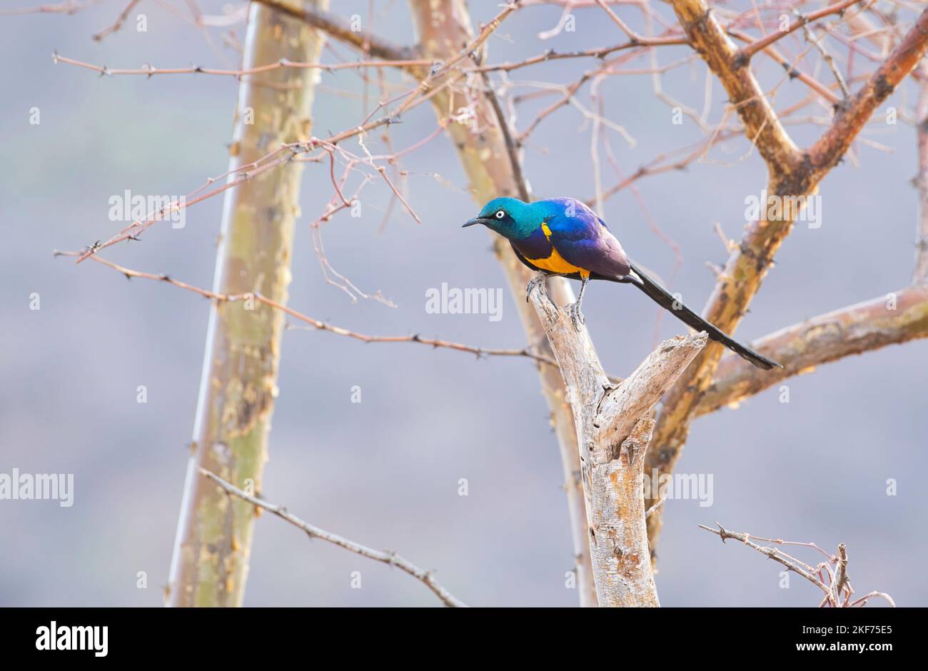 Golden breasted starling kenya hi-res stock photography and images - Alamy