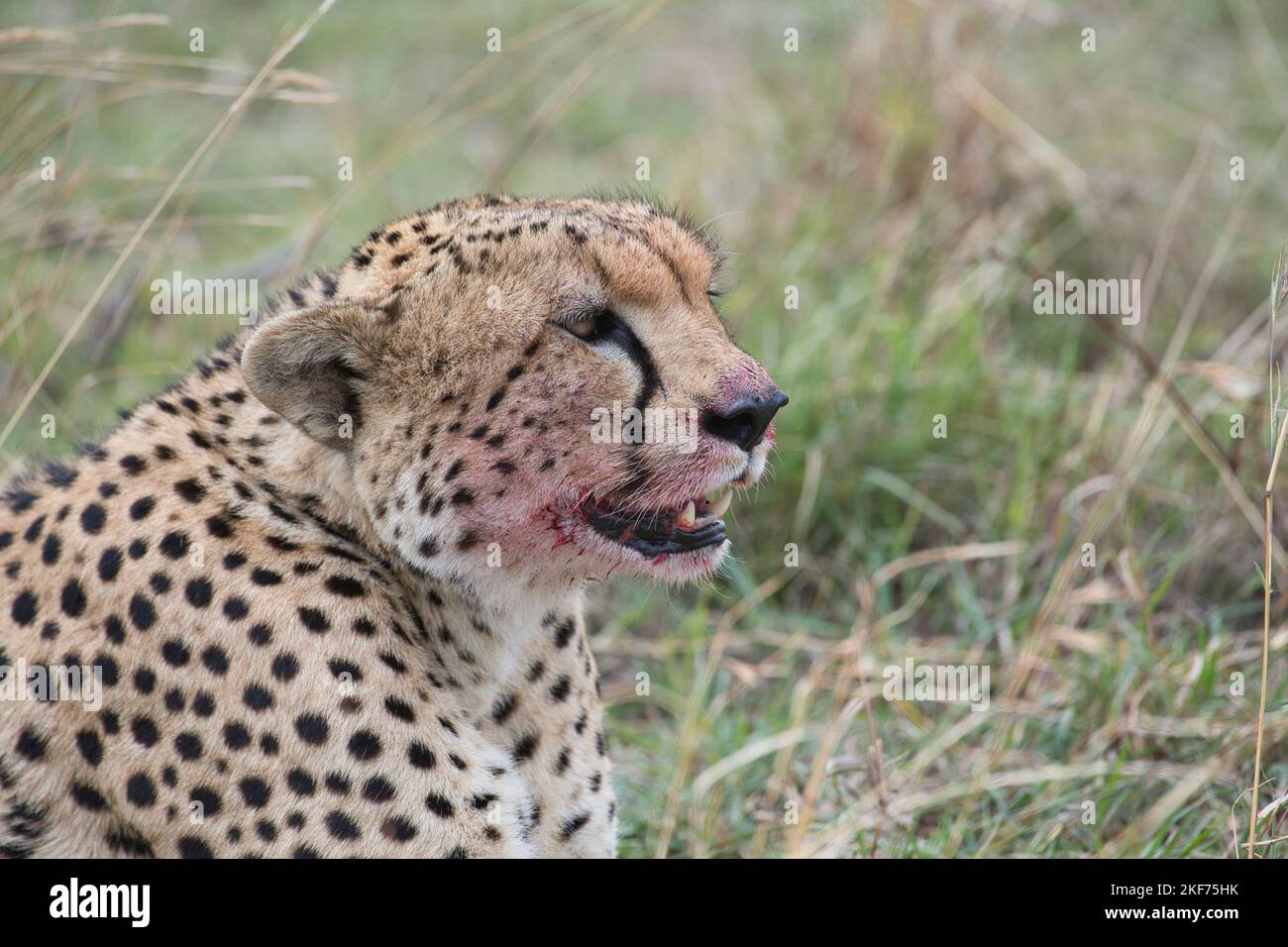 Head of a cheetah (Acinonyx jubatus), which has just eaten and has the ...