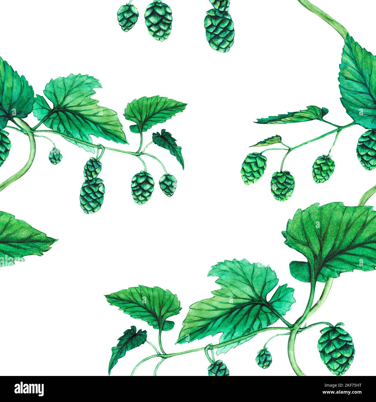 Hop botanical illustration pattern hi-res stock photography and images ...