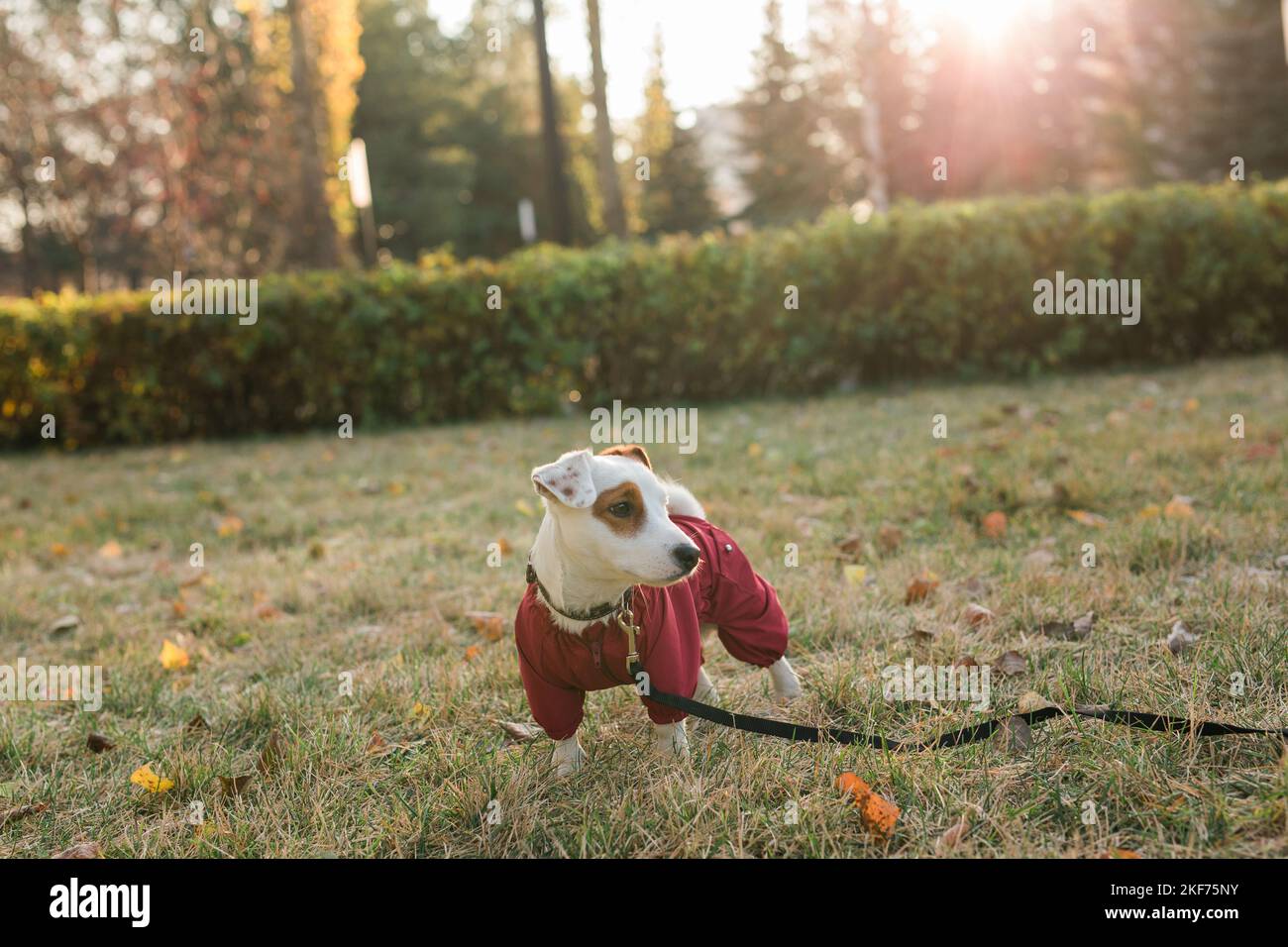 Portrait of cute Jack Russell dog in suit walking in autumn park copy ...