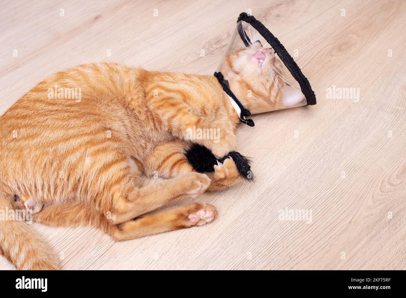 Injured animal mouse hi-res stock photography and images - Alamy