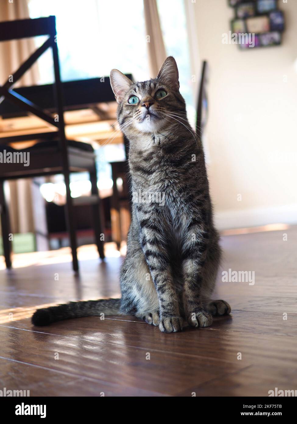 Morphy the tabby hi-res stock photography and images - Alamy